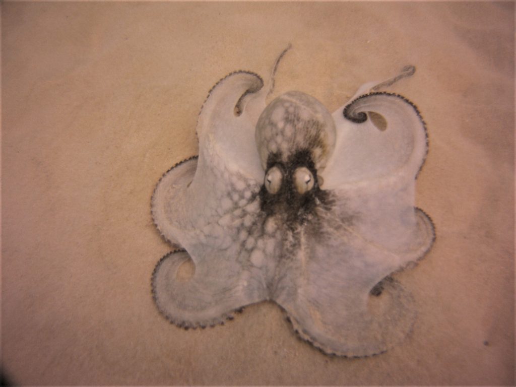 Leigh Reeves MNAEA - Director of Morton Reeves - Morton Reeves Estate ...