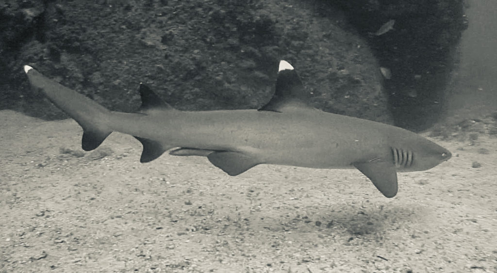 Leigh Reeves MNAEA - Director of Morton Reeves - Morton Reeves Estate ...